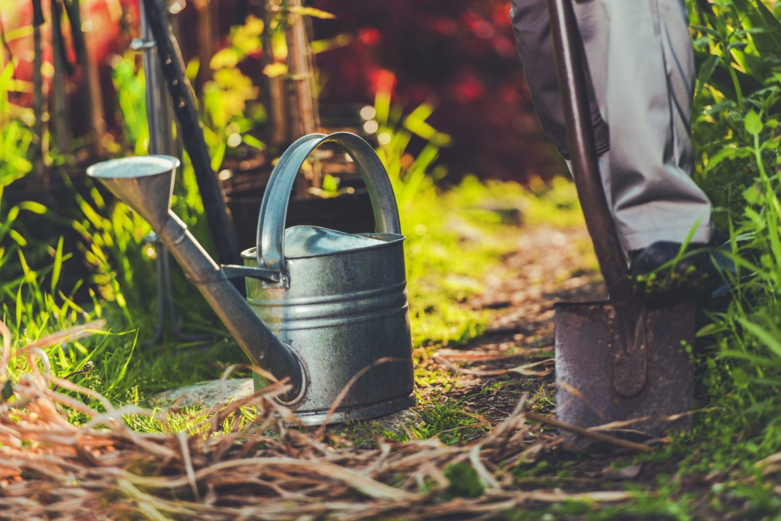 Spring Clean The Liver | Nature of Healing