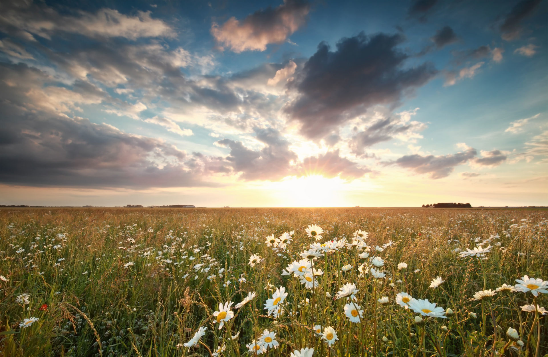 sunlight-over-field-with-chamomile-flowers-P6KNR9W | Nature of Healing